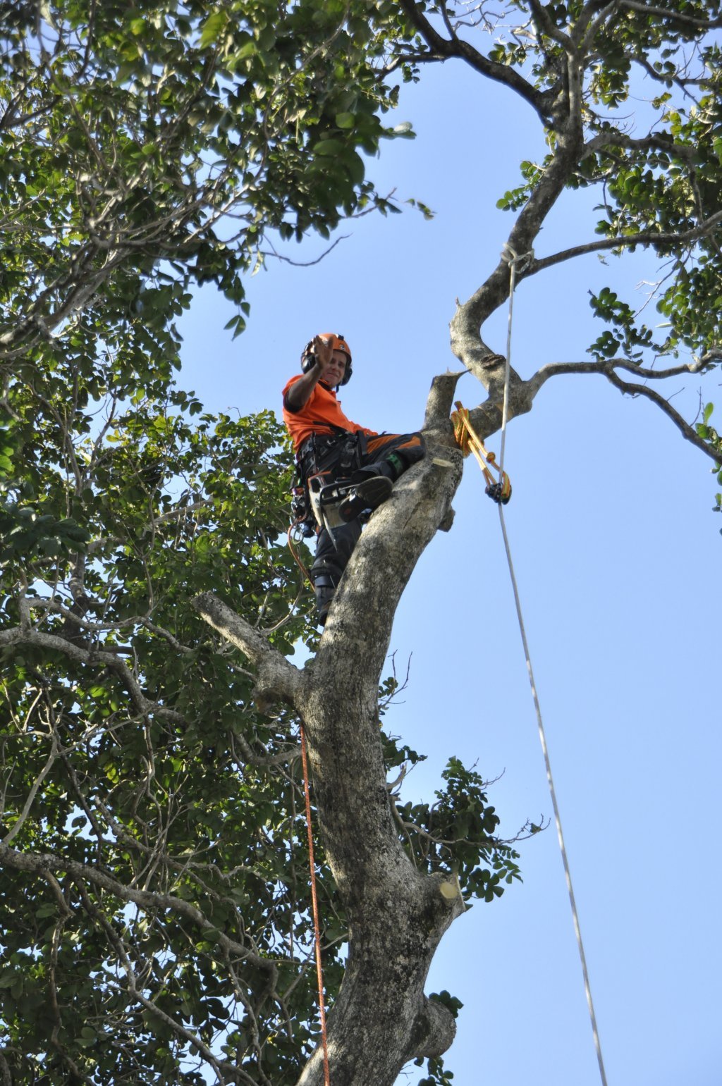 Sunshine Coast Tree Removal – Central Tree Service Sunshine Coast